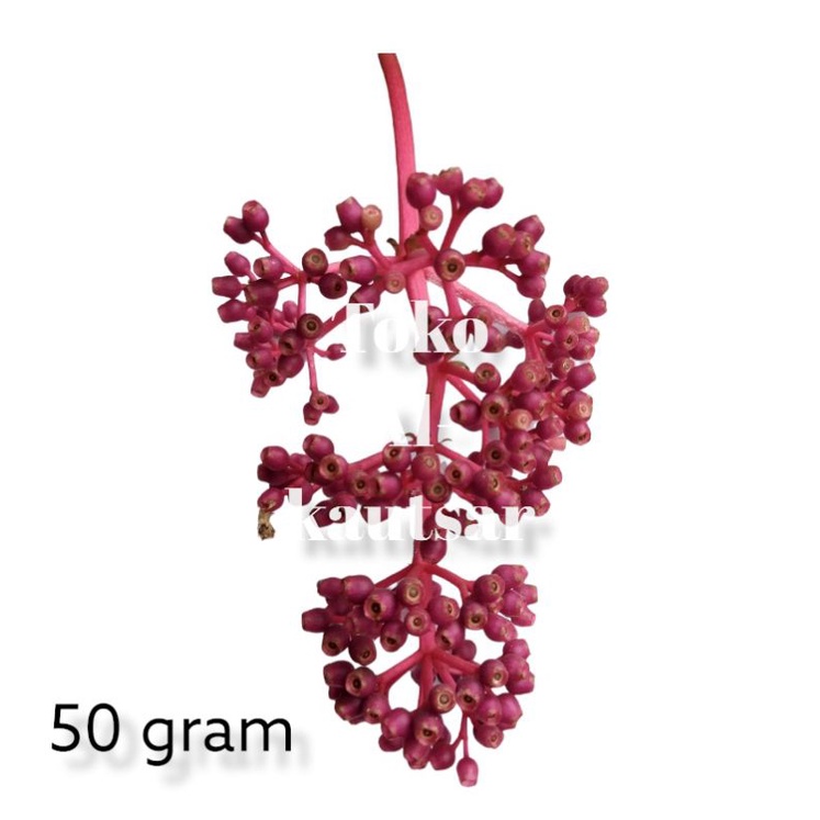 Jual Promil buah parijoto parijotho | khasiat penyubur kandungan | buah ...