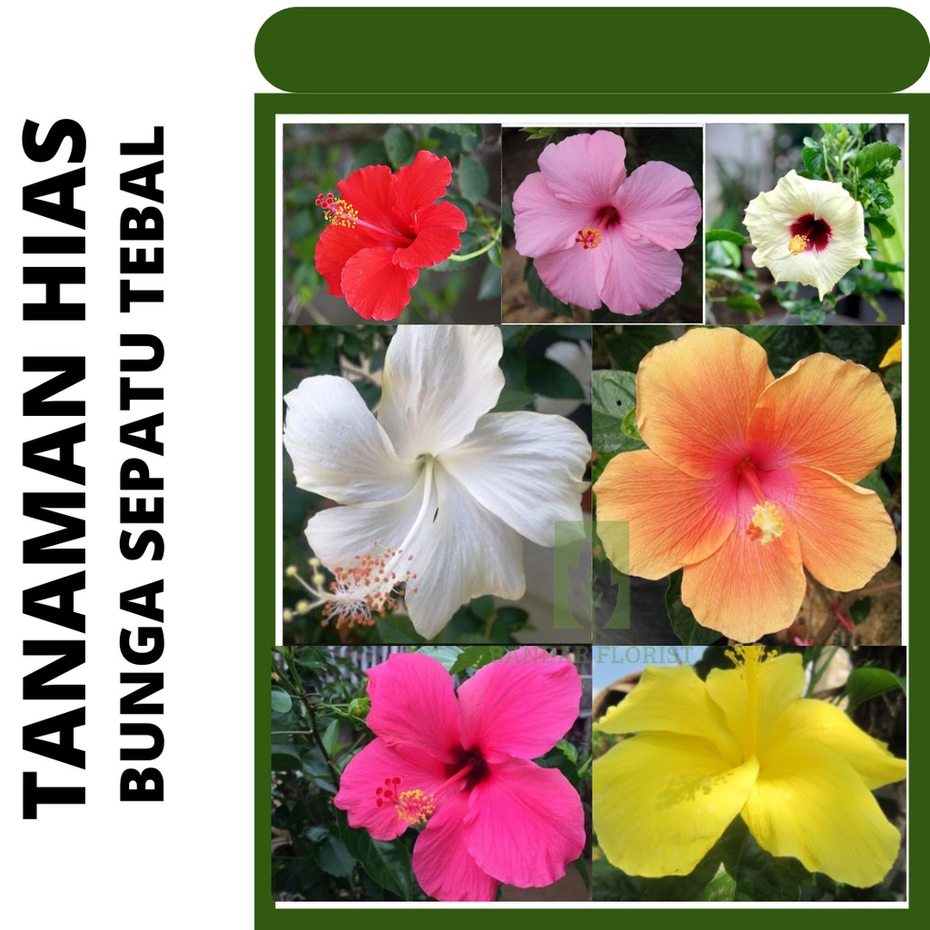 Jual tanaman hias hidup bunga sepatu tebal - bunga hibiscus tebal ...