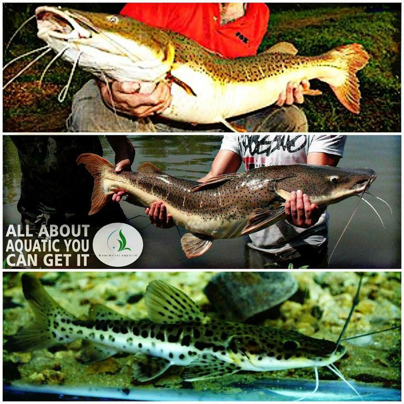 Jual ikan leopard catfish untuk aquarium | Shopee Indonesia