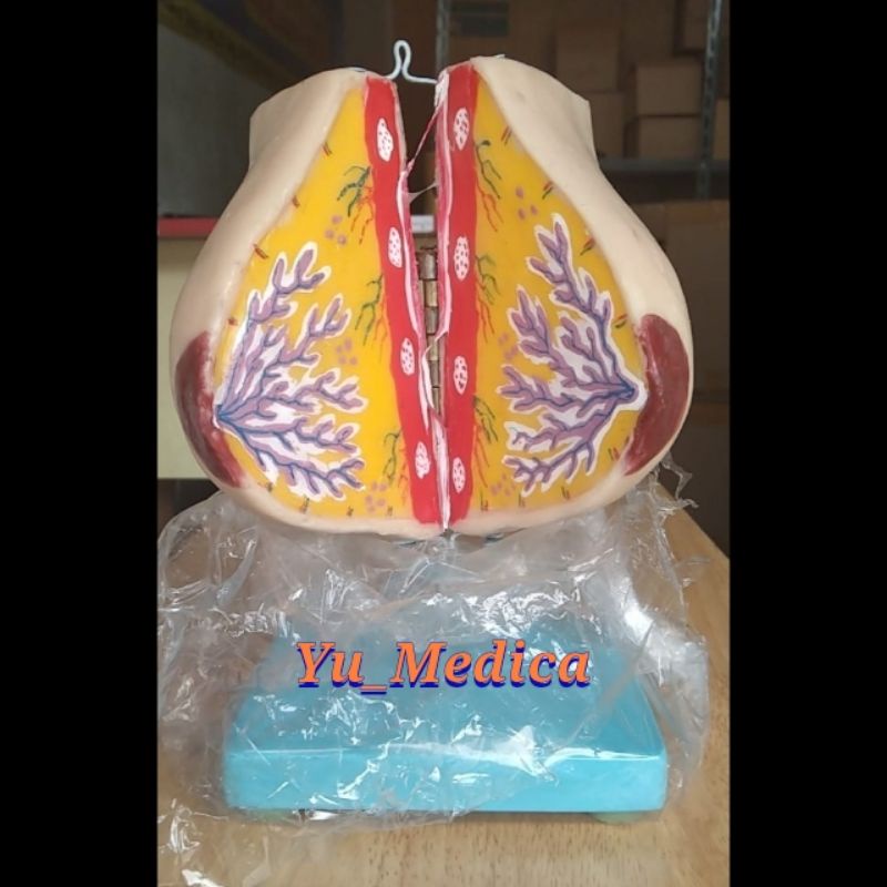 Jual Phantom Manikin Kelenjar Payudara |Alat Peraga|Manekin | Shopee ...