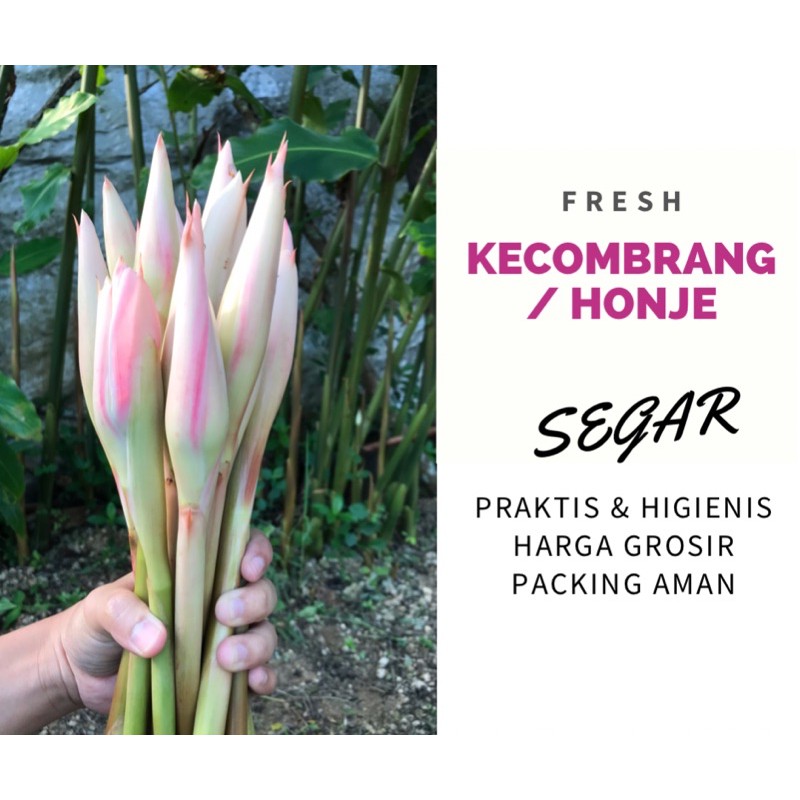 Jual BUNGA KECOMBRANG / HONJE SEGAR | Shopee Indonesia