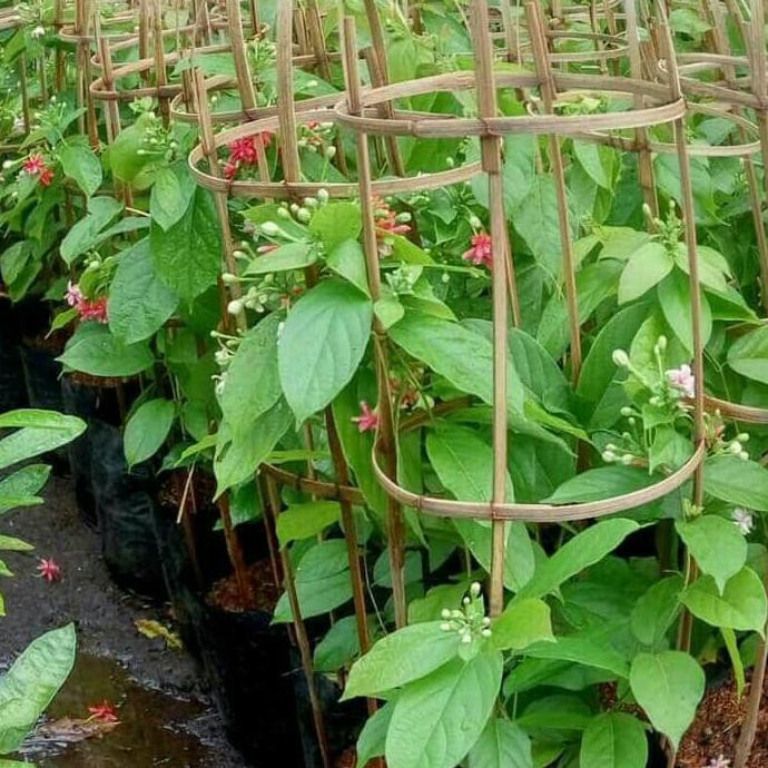 Jual Srd Bibit Melati Belanda - Tanaman Hias - Tanaman Melati Belanda ...