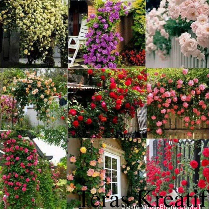 Jual Biji Bunga Mawar Rambat Thailand 9 Warna Campur ; Bunga & Tanaman ...