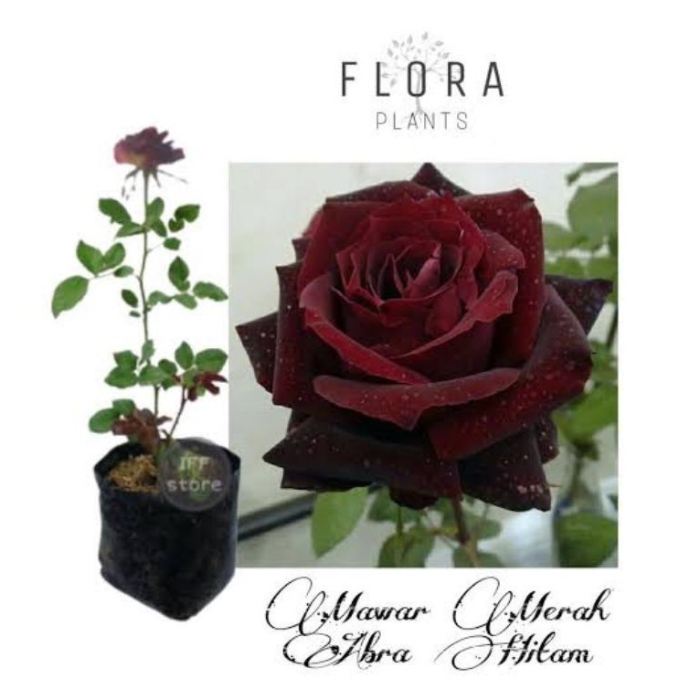 Jual tanaman hias bunga Mawar Hitam / Black Rose Hidup | Shopee Indonesia