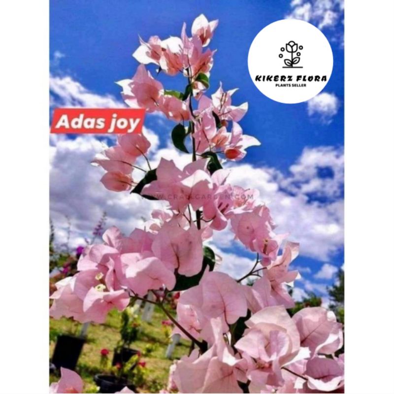 Jual TANAMAN HIAS BUGENVIL BUNGA KERTAS//ADAS JOY | Shopee Indonesia