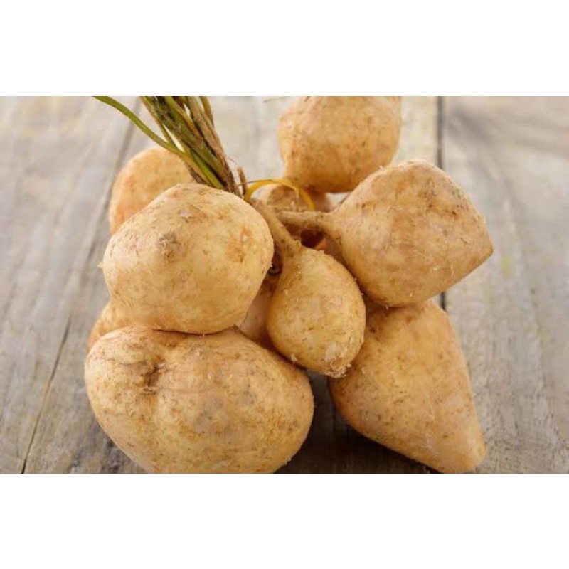 Jual Bengkoang 1 Kg | Shopee Indonesia