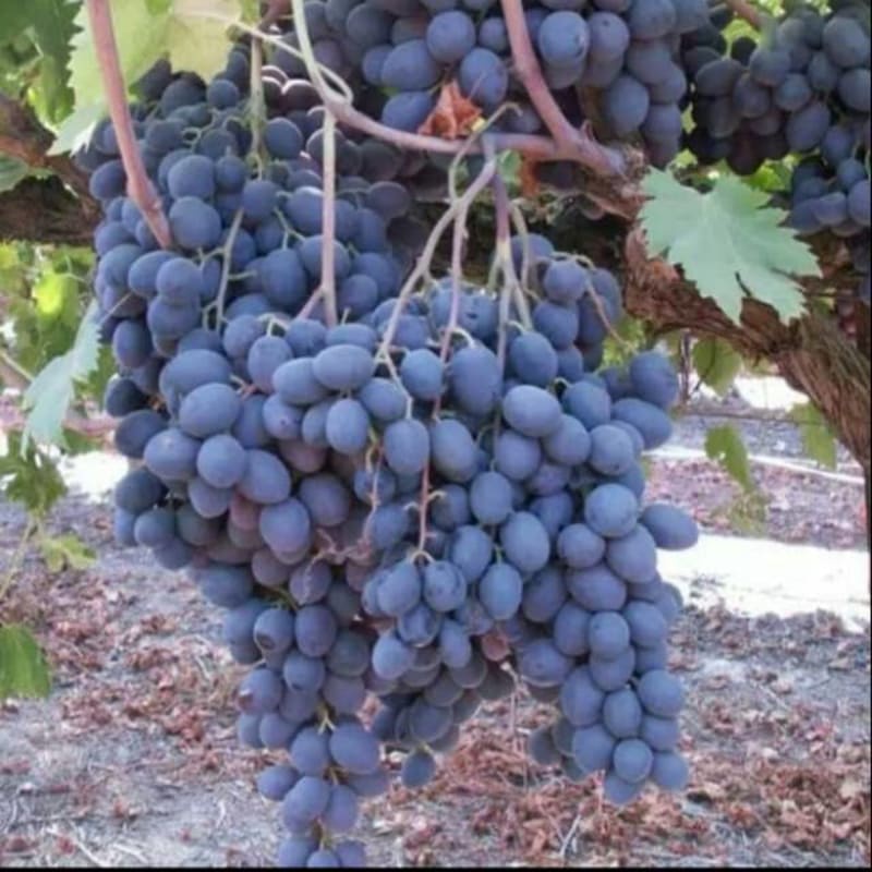 Jual Bibit Anggur Import AUNTUM Royal origina; | Shopee Indonesia