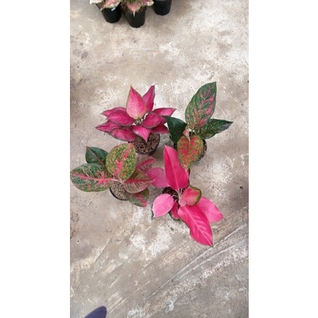 Jual paket 4 bunga aglonema red majesti, red stardas, venus, red queen ...