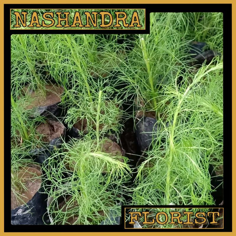 Jual Bibit Tanaman Herbal Pohon Adas | Shopee Indonesia