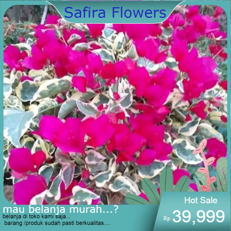 Jual Pohon Bugenvil Varigata Tanaman Bugenvil Varigata Bunga Merah