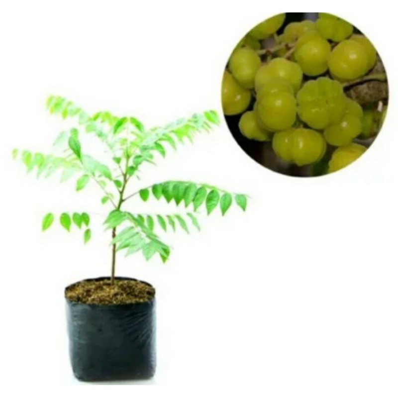 Jual bibit tanaman pohon ceremei tanaman cereme bisa cod | Shopee Indonesia