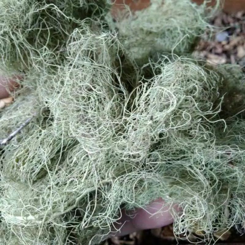 Jual herbal kayu angin/rasuk angin kering 500gram | Shopee Indonesia