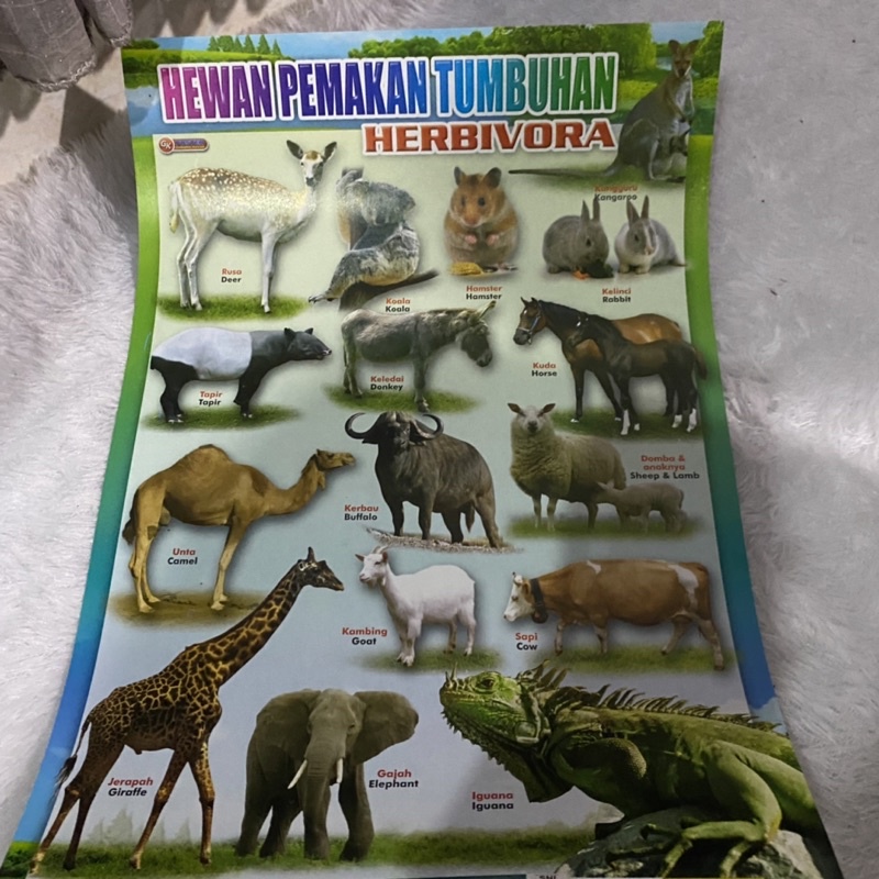 Jual [POSTER] POSTER EDUKASI ANAK VARIASI Binatang | Shopee Indonesia