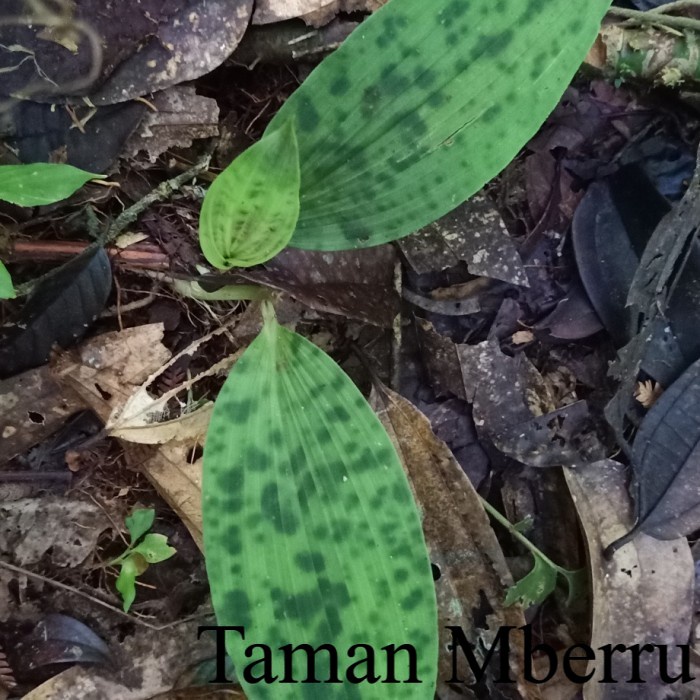 Jual Drimiopsis Simsim# Bintik Hitam Sindeka#tanaman hutan Bunga ...
