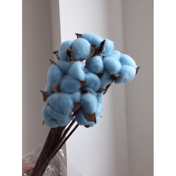 Jual [1pc] cotton / bunga kapas preserved / dried flower (bunga awetan ...