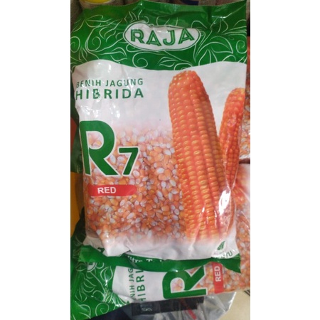 Jual Jagung hibrida Raja R7 - 1kg | Shopee Indonesia