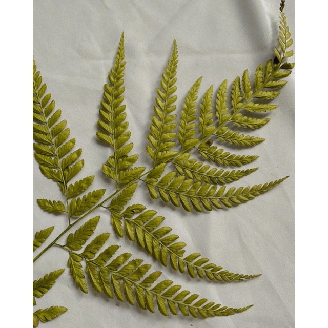 Jual Daun Pakis Kering | Hiasan Mahar | Bahan Mahar | Dried fern Leaves ...