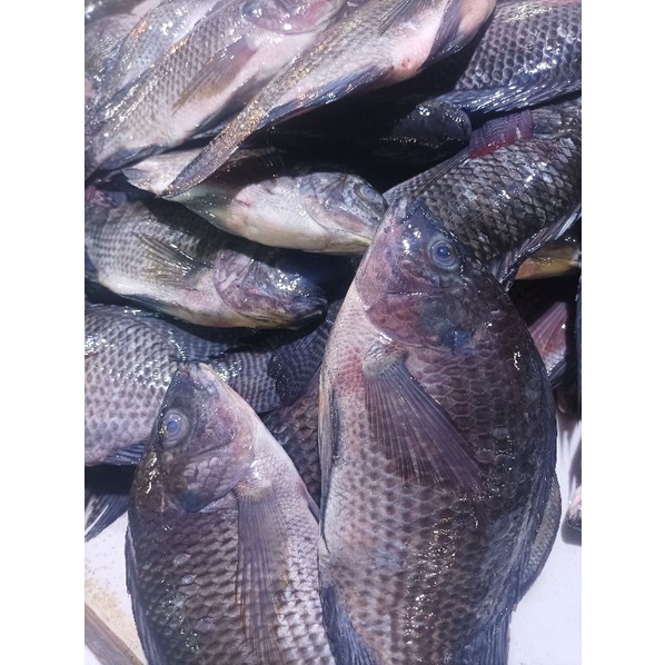 Jual Ikan Mujair Besar Segar 1kg ( Sudah bersih) | Shopee Indonesia