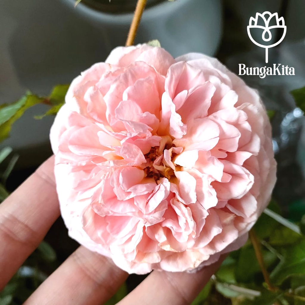 Jual BUNGA MAWAR IMPORT ABRAHAM DARBY - Merambat dan Wangi | Shopee ...