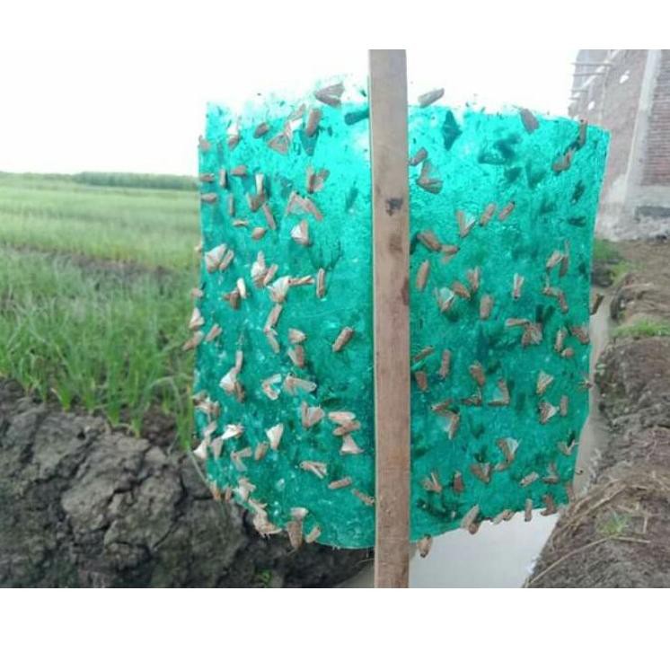 Jual Produk's istimewa Spider insect trap green E46U09 | Shopee Indonesia