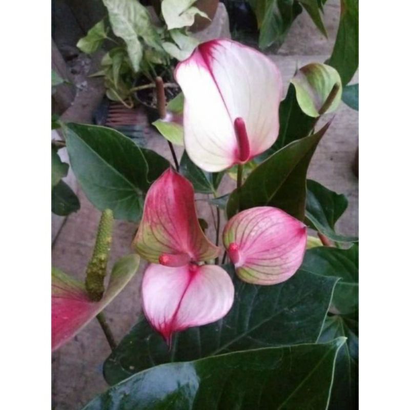 Jual TANAMAN HIAS ANTHURIUM MICKEY MOUSE MAGENTA SPLASH | Shopee Indonesia