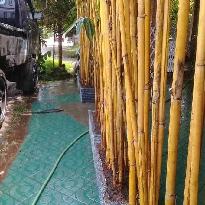 Jual paket tanaman bambu kuning plus pot minimalis panjang 1 meter ...