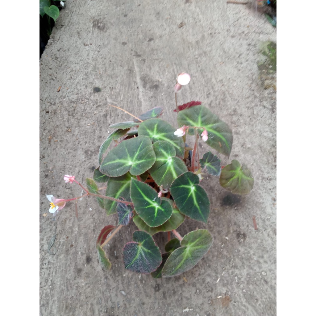 Jual TANAMAN HIAS HIDUP BEGONIA ACETOSA RED CARPET KUPING GAJAH ...