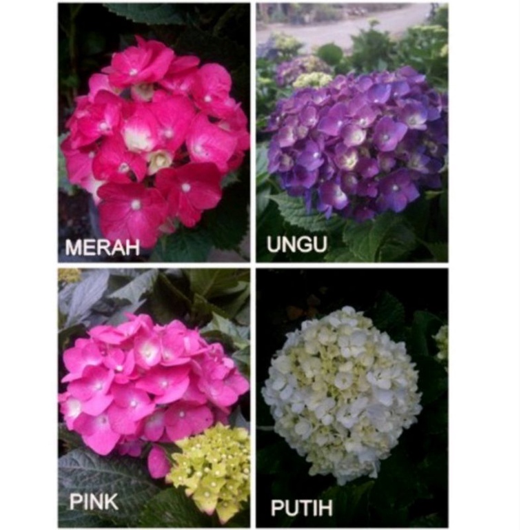Jual satu paket bunga panca warna / hortensia isi 4 warna mix | Shopee ...