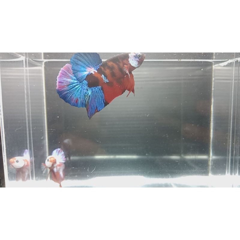 Jual nemo multi | Shopee Indonesia