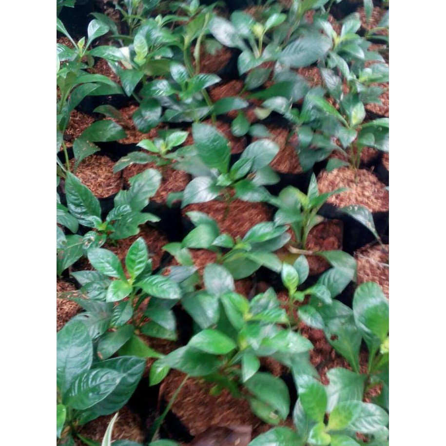 Jual Pusat Benih Tanaman Tanaman Hias Crossandra Bibit Bunga