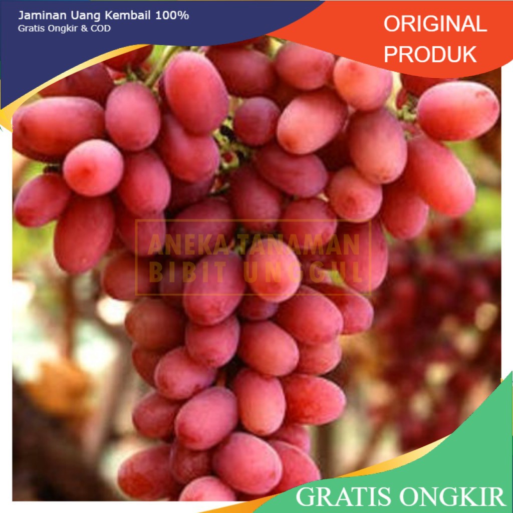 Jual Bibit Anggur Import Autumn Pink Seedless | Shopee Indonesia