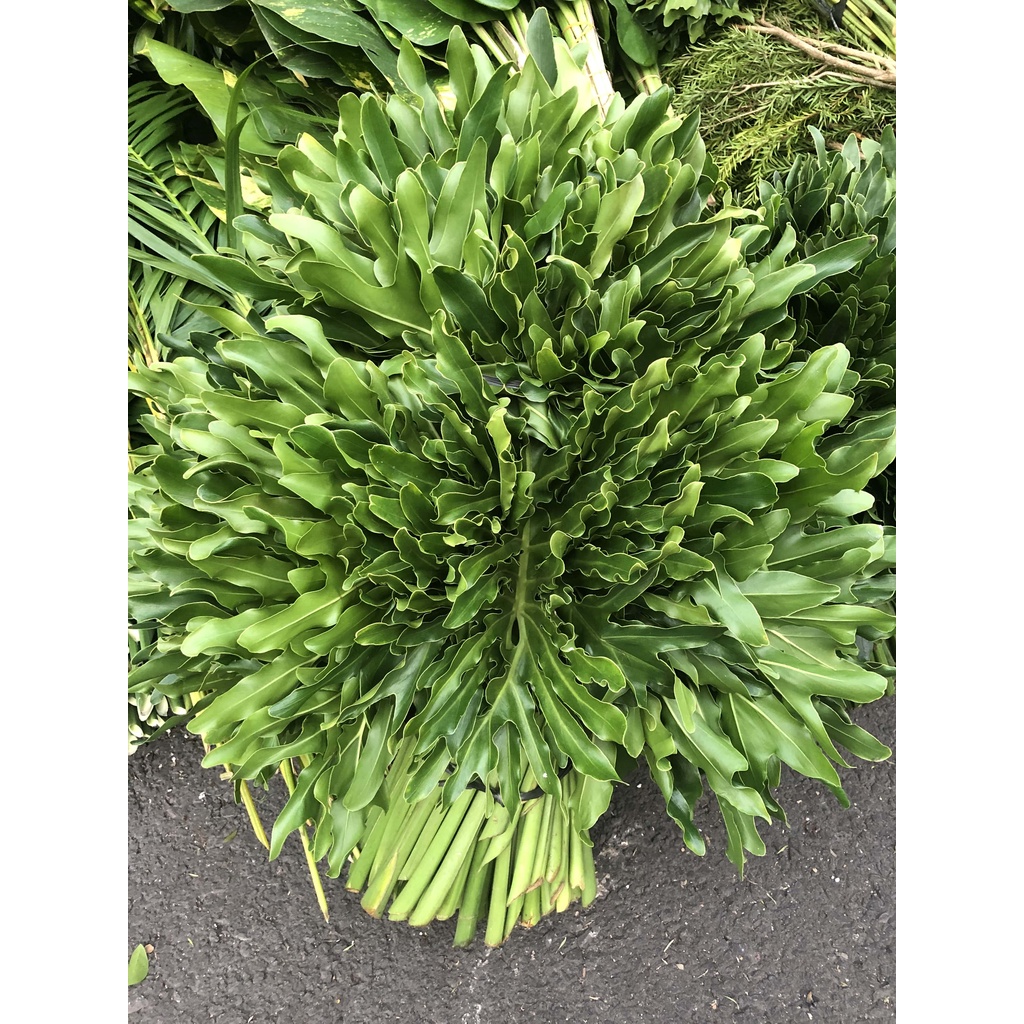 Jual Philo Dendro(DaunPotongSegar) | Shopee Indonesia