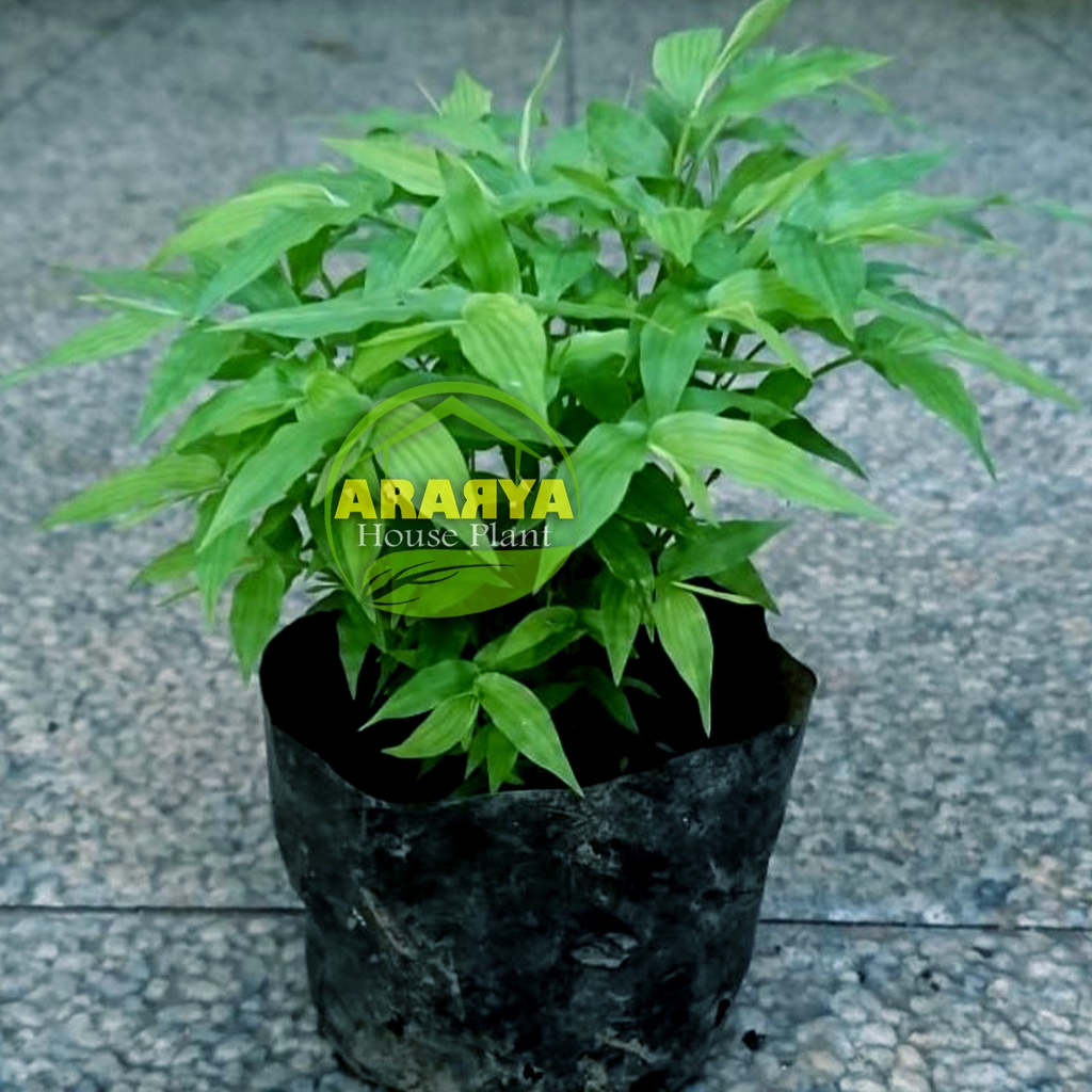 Jual Tanaman Hias Rumput Bambu / Rumput Hias Bambu | Shopee Indonesia