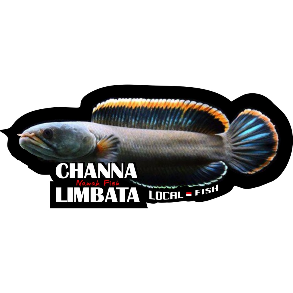 Jual STIKER AKUARIUM IKAN CHANNA MINI | Shopee Indonesia