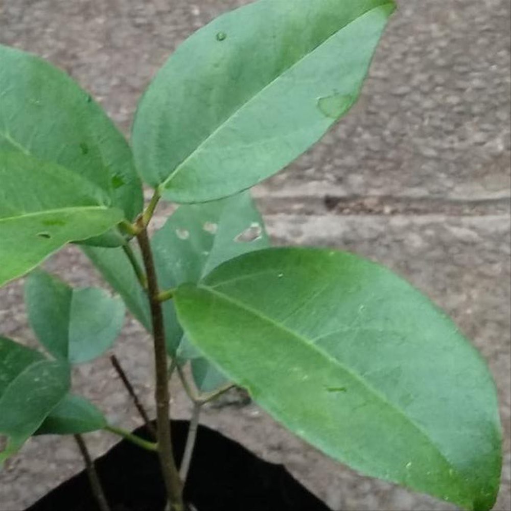 Jual TERBAIKK Bibit Tanaman Cincau Hijau Pohon Cincau Hijau Cincau ...