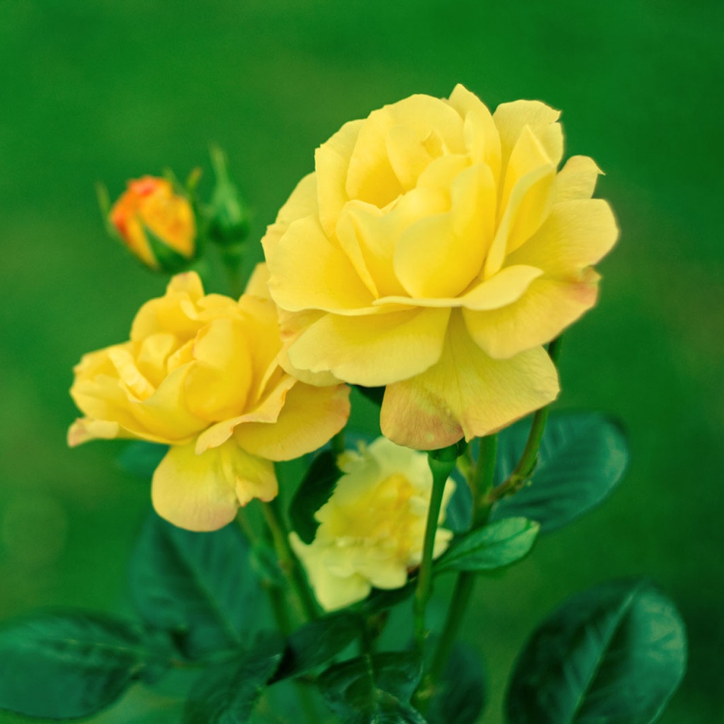 Jual 5 Biji - Benih Bibit Biji Tanaman Bunga Mawar Kuning Cerah Orange ...