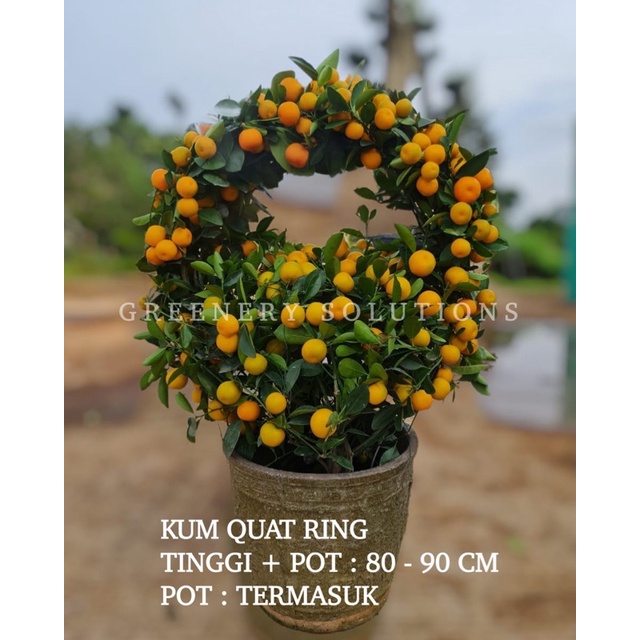 Jual POHON JERUK SINCIA / KIMKIT / KUM QUAT, READY MEDAN & JAKARTA ...