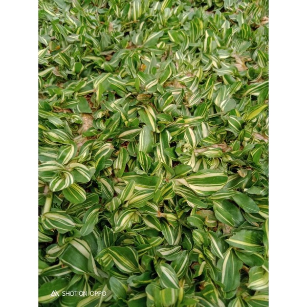 Jual Rumput Gajah Mini Varigata Putih Dan Hijau 1 Meter Persegi