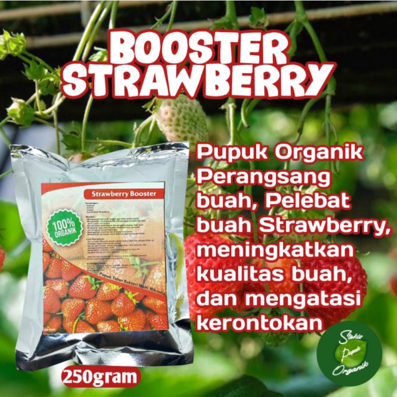 Jual Pupuk Perangsang Pelebat Buah Strawberry, Booster Organik Tanaman Buah Strawberry, dan ...