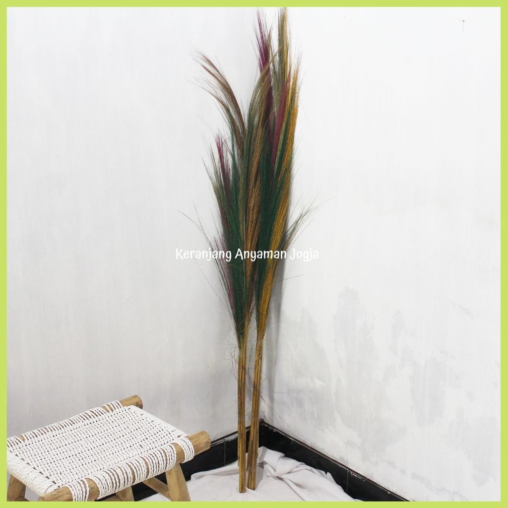 Jual Bunga kering / pampas merak / Rayung 1 ikat isi 10 -12 tangkai ...