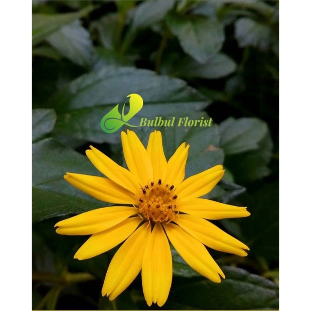 Jual Tanaman Bunga Matahari Mini /Butter Daisy | Shopee Indonesia