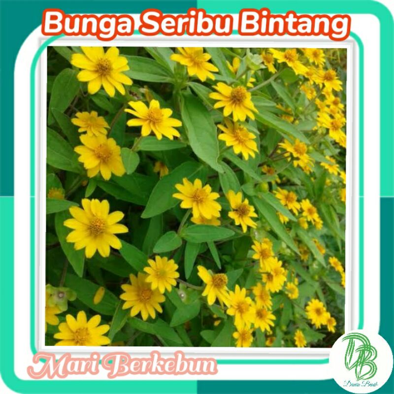Jual 10 Biji Benih Bunga Seribu Bintang Benih Biji Bibit Bunga Hias ...