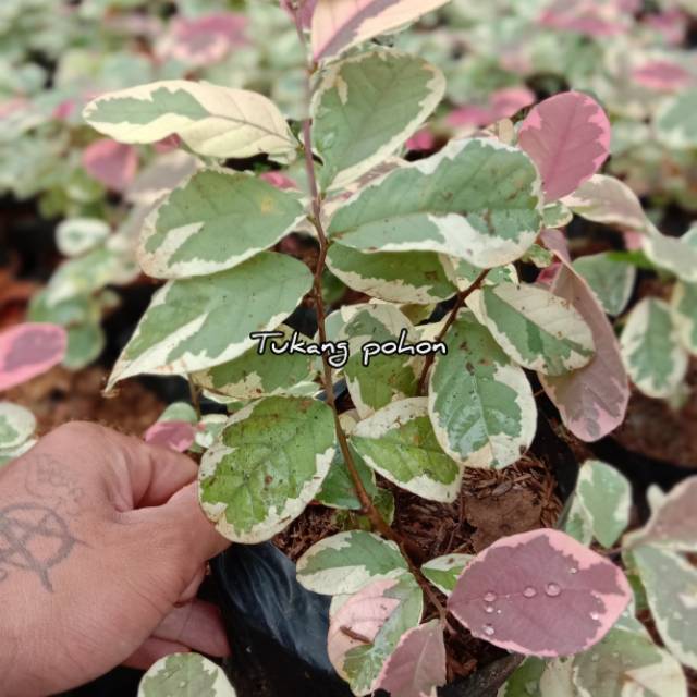 Jual Tanaman pereti ping-pohon pereti ping | Shopee Indonesia