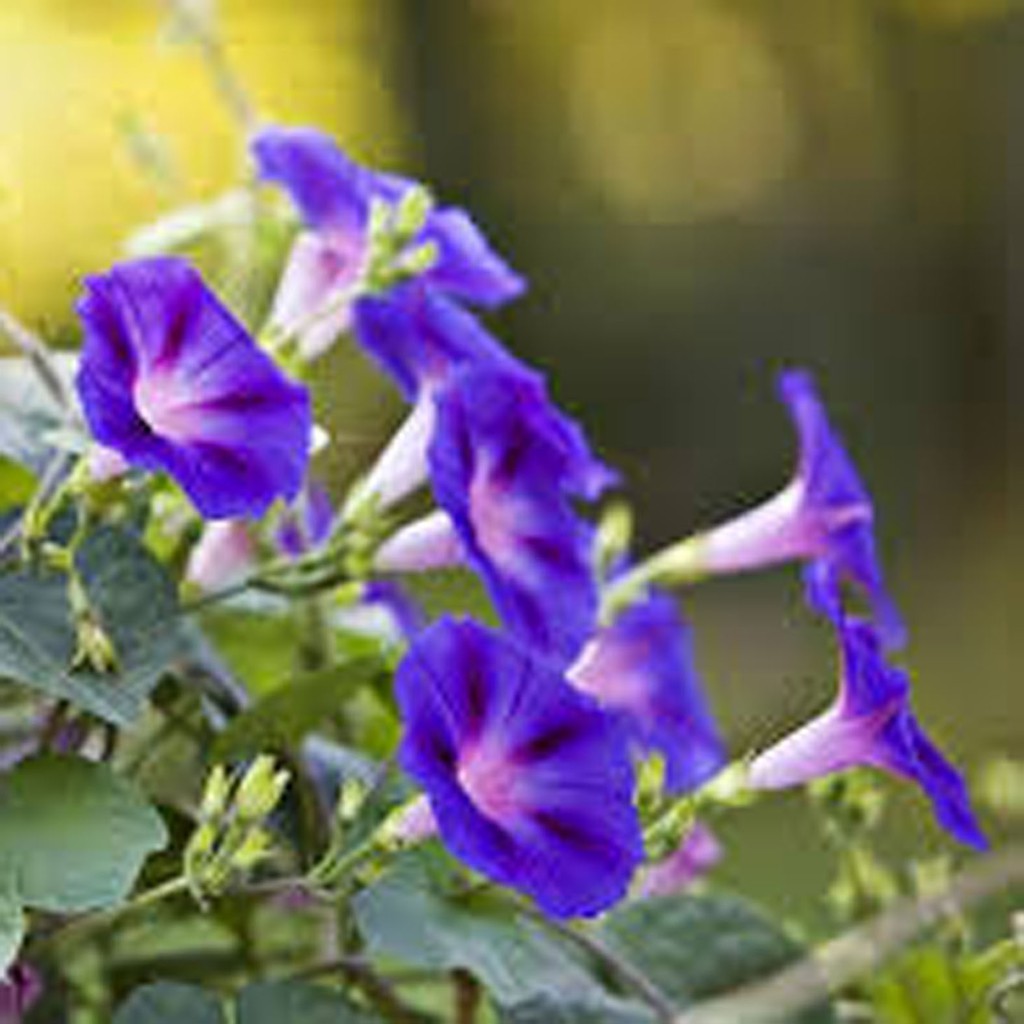 Jual Biji Bunga Morning Glory Grandpa Ott Vine Flower - Bibit Tanaman ...