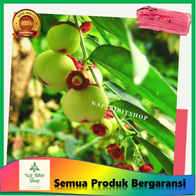 Jual bibit pohon katuk tanaman katuk | Shopee Indonesia