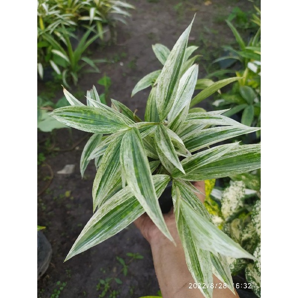 Jual bambu florida silver | Shopee Indonesia