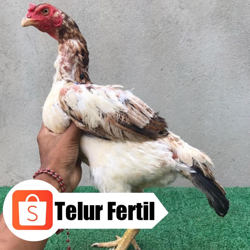 Jual ayam bangkok asuan asli shamo mix klasik telur tetas | Shopee Indonesia