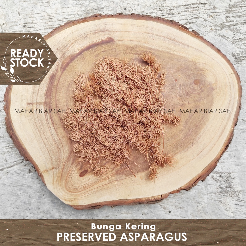 Jual RS 5 Gram Preserved Asparagus / Asparagus Bintang / Asparagus ...