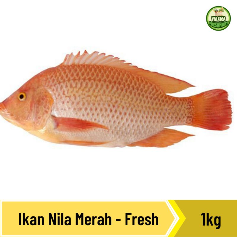 Jual ikan nila merah segar - 1kg | Shopee Indonesia