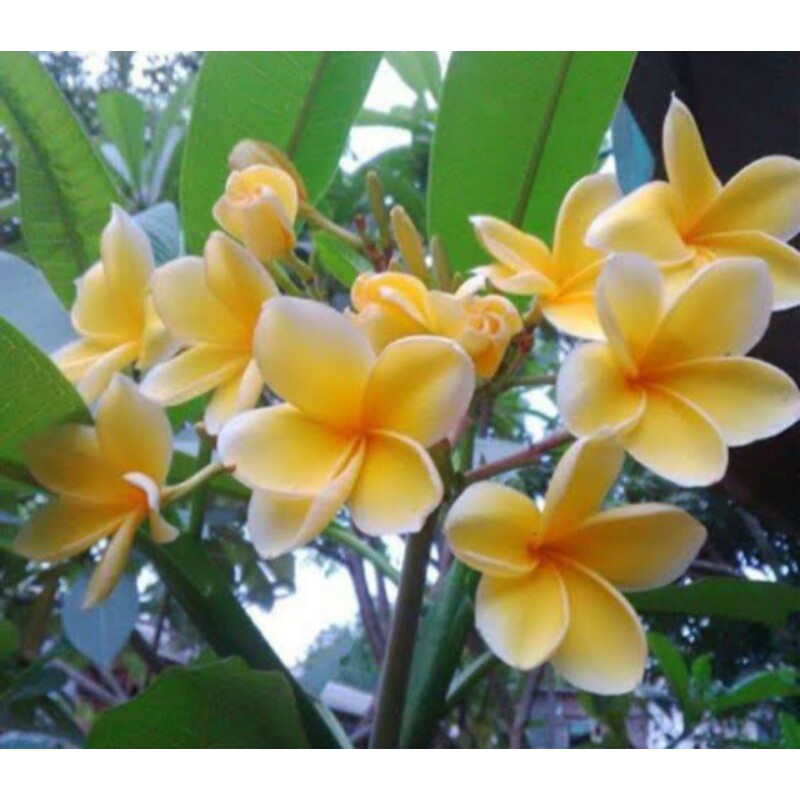 Jual stek pohon kamboja bunga kuning | Shopee Indonesia